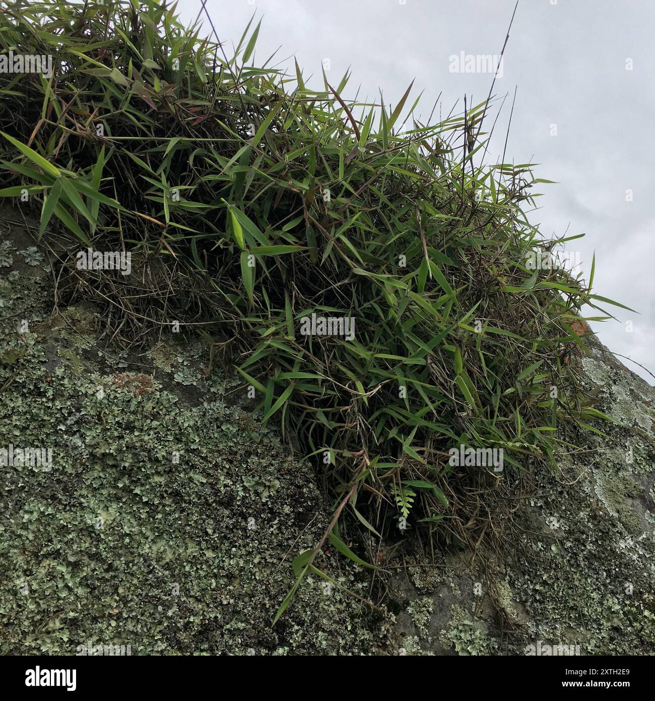 Molasses Grass (Melinis minutiflora) Plantae Stock Photo - Alamy
