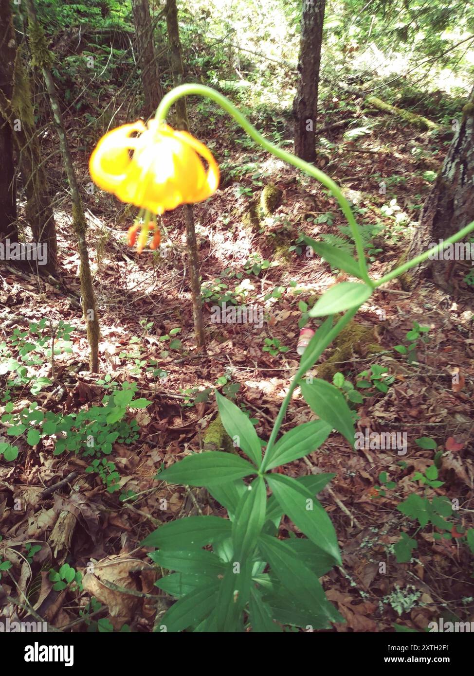 Columbia lily (Lilium columbianum) Plantae Stock Photo - Alamy