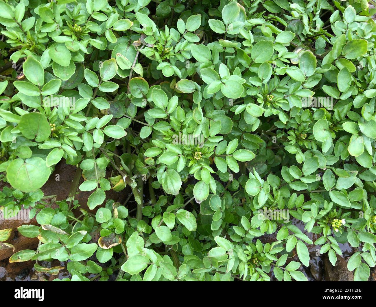 watercress (Nasturtium officinale) Plantae Stock Photo - Alamy