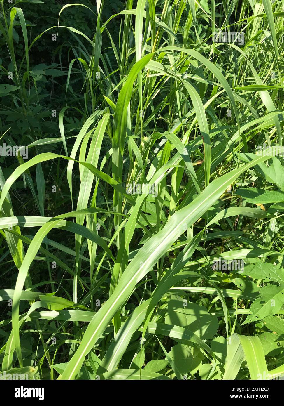 Johnson grass (Sorghum halepense) Plantae Stock Photo - Alamy