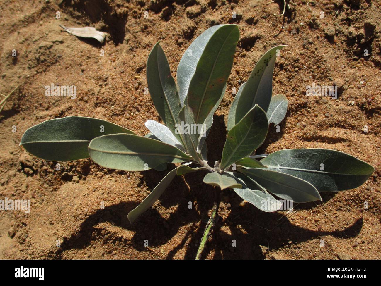silver terminalia (Terminalia sericea) Plantae Stock Photo - Alamy