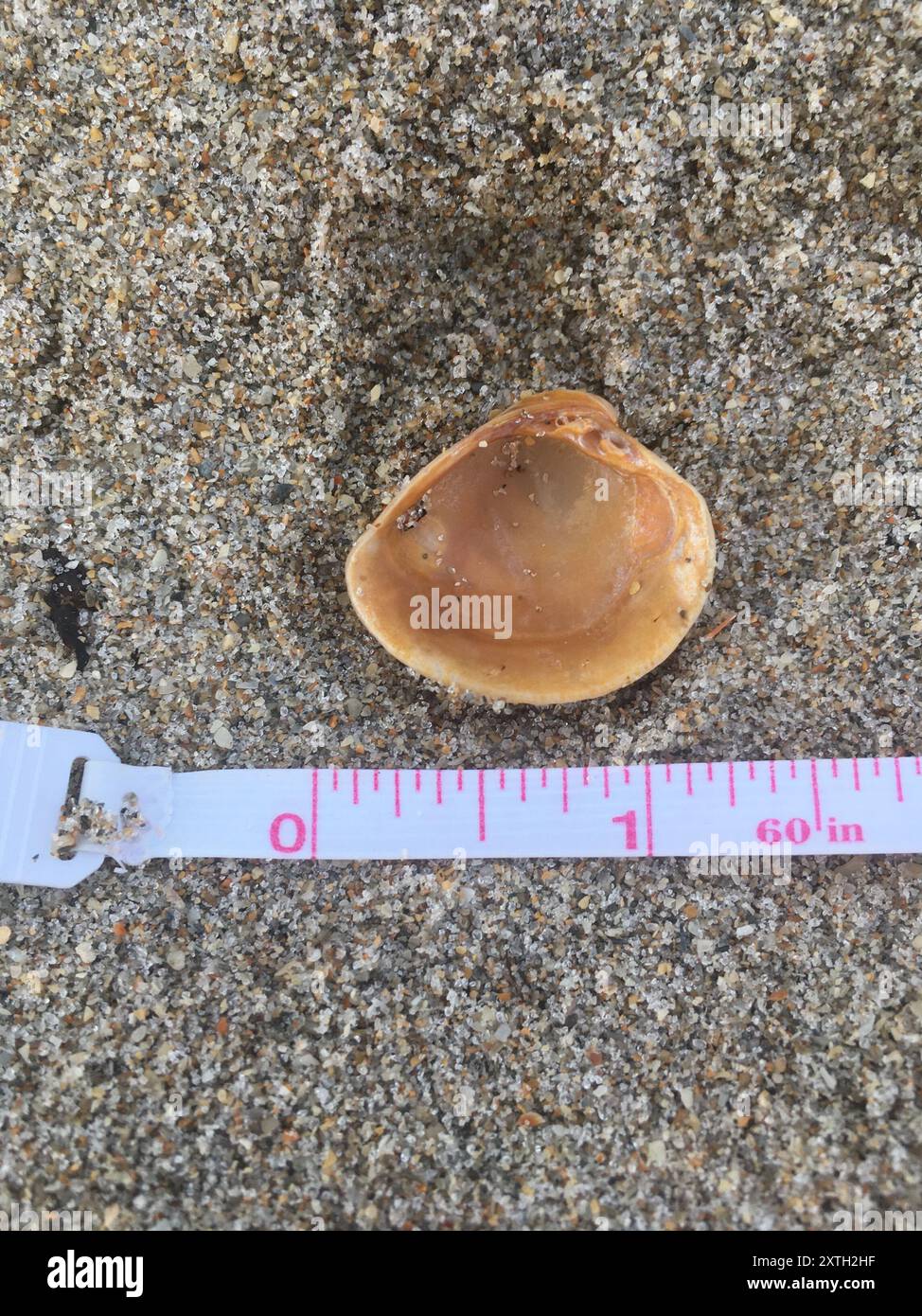 Cross-barred Venus (Chione elevata) Mollusca Stock Photo - Alamy