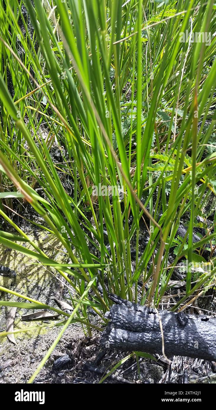 hardstem lovegrass (Eragrostis atropioides) Plantae Stock Photo - Alamy