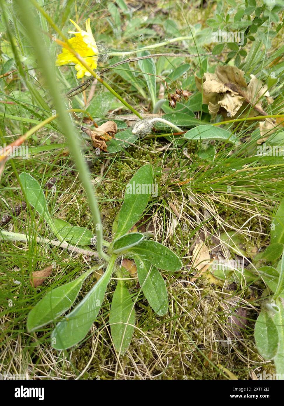 mouse-eared hawkweed (Pilosella officinarum) Plantae Stock Photo - Alamy