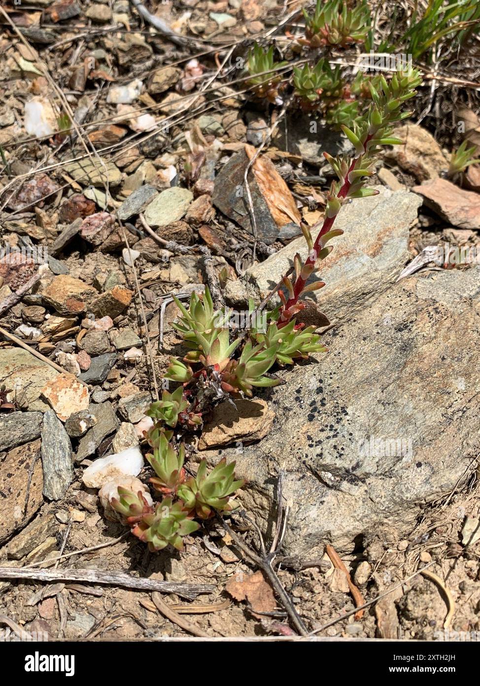 stonecrop family (Crassulaceae) Plantae Stock Photo - Alamy