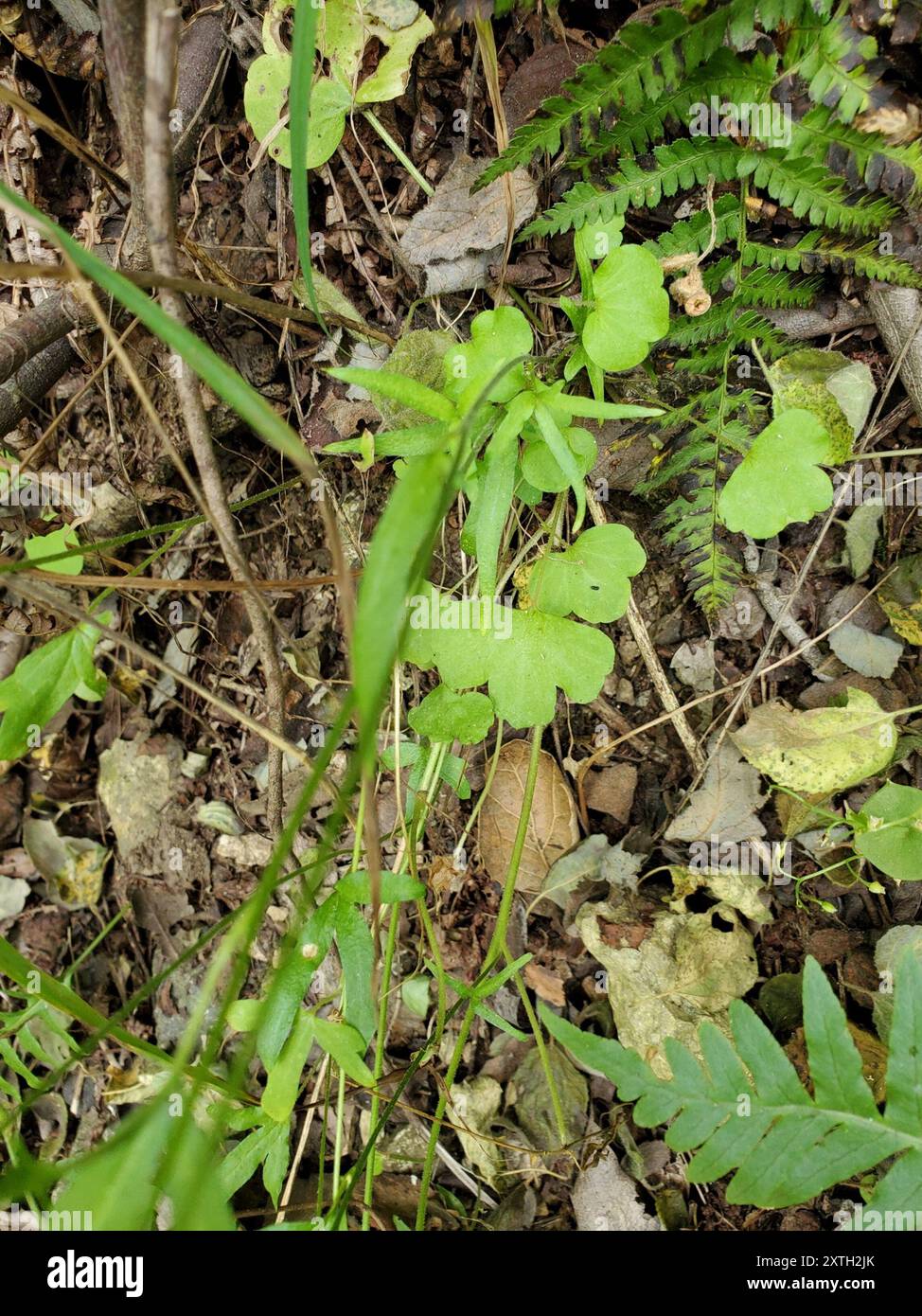 woodland stars (Lithophragma) Plantae Stock Photo - Alamy