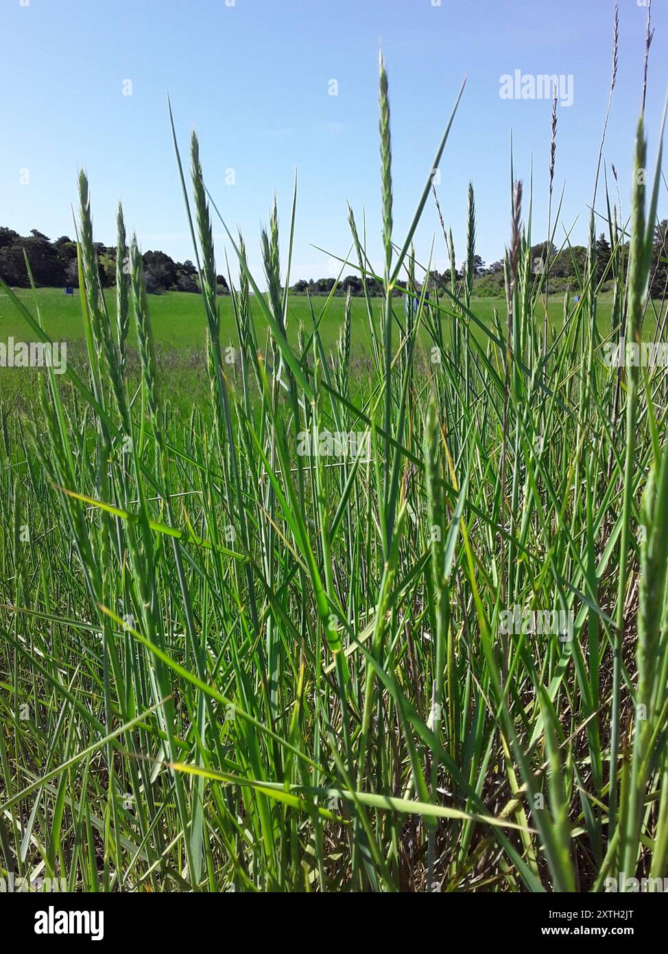 Wild Ryes and Wheatgrasses (Elymus) Plantae Stock Photo - Alamy
