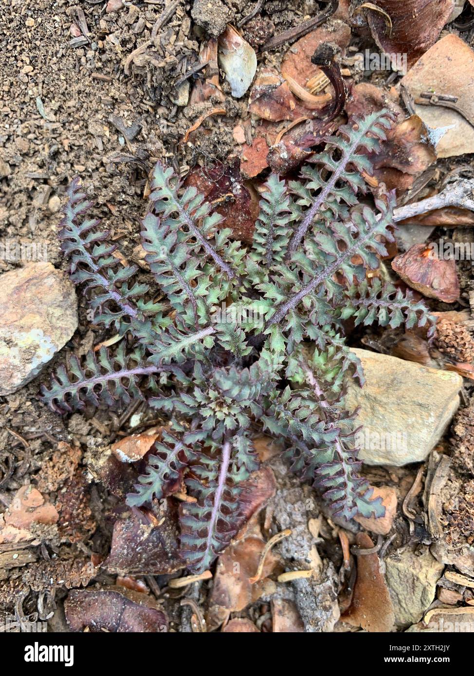 pinewoods lousewort (Pedicularis semibarbata) Plantae Stock Photo - Alamy
