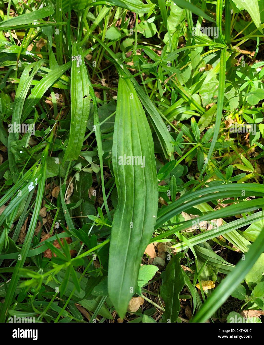 ribwort plantain (Plantago lanceolata) Plantae Stock Photo - Alamy