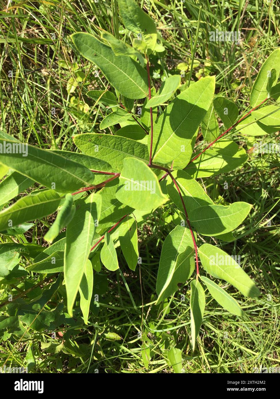 hemp dogbane (Apocynum cannabinum) Plantae Stock Photo - Alamy