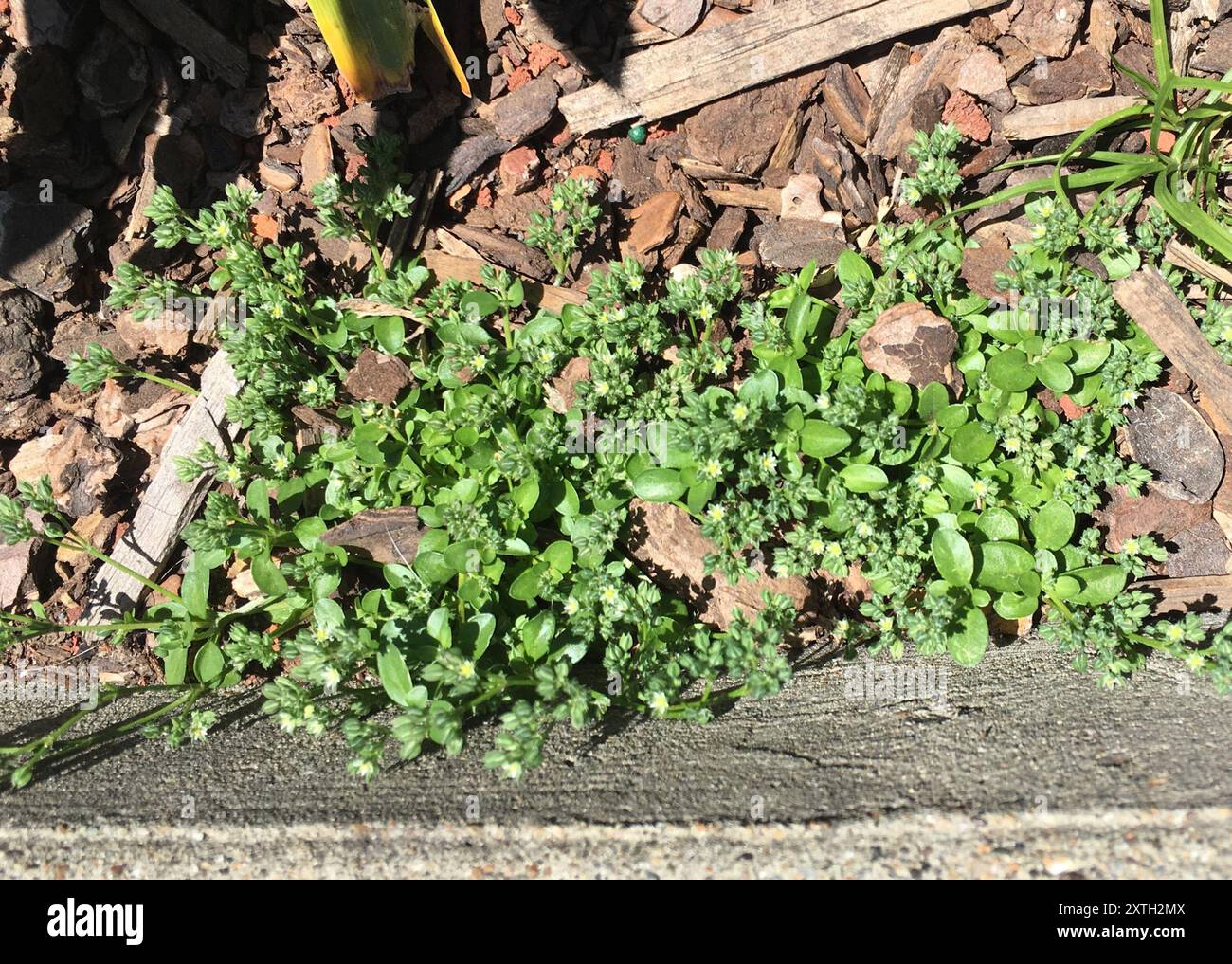 fourleaf manyseed (Polycarpon tetraphyllum) Plantae Stock Photo - Alamy
