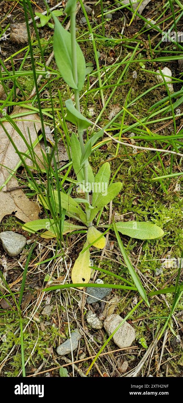 Tower Mustard (Turritis glabra) Plantae Stock Photo - Alamy