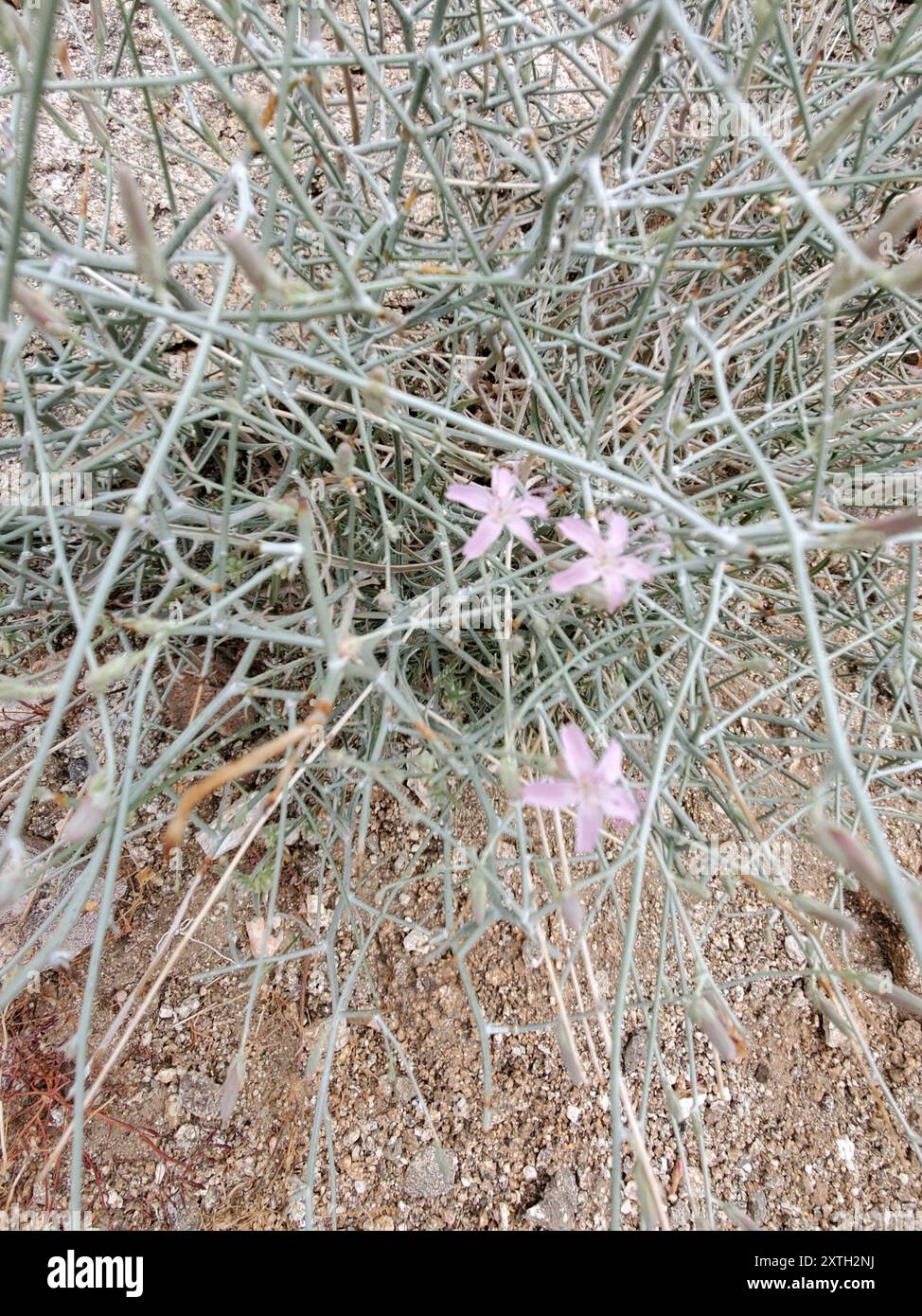 Brownplume Wirelettuce (Stephanomeria pauciflora) Plantae Stock Photo ...