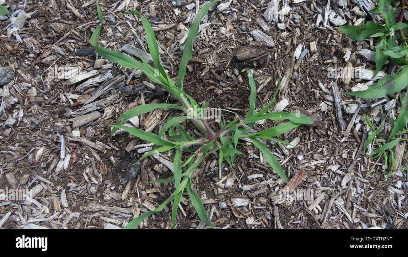 Hairy Crabgrass (Digitaria sanguinalis) Plantae Stock Photo - Alamy