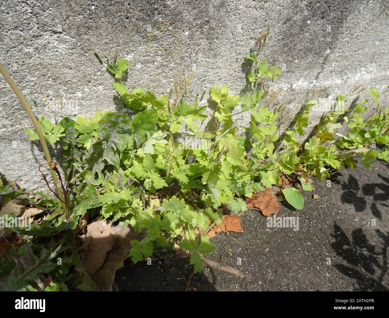 Chelidonium majus common celandine hi-res stock photography and images ...
