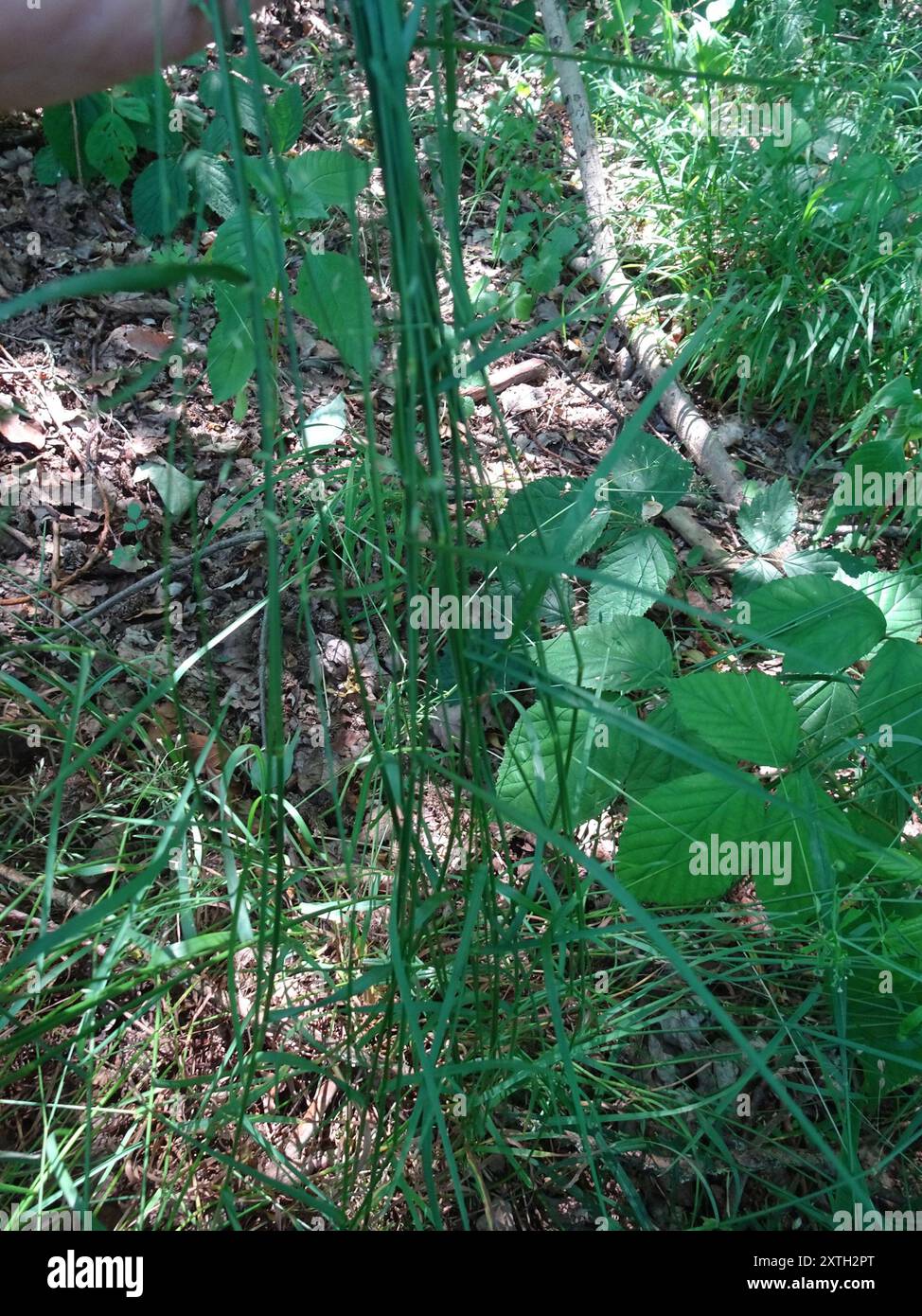 Wood Meadow-grass (Poa nemoralis) Plantae Stock Photo - Alamy