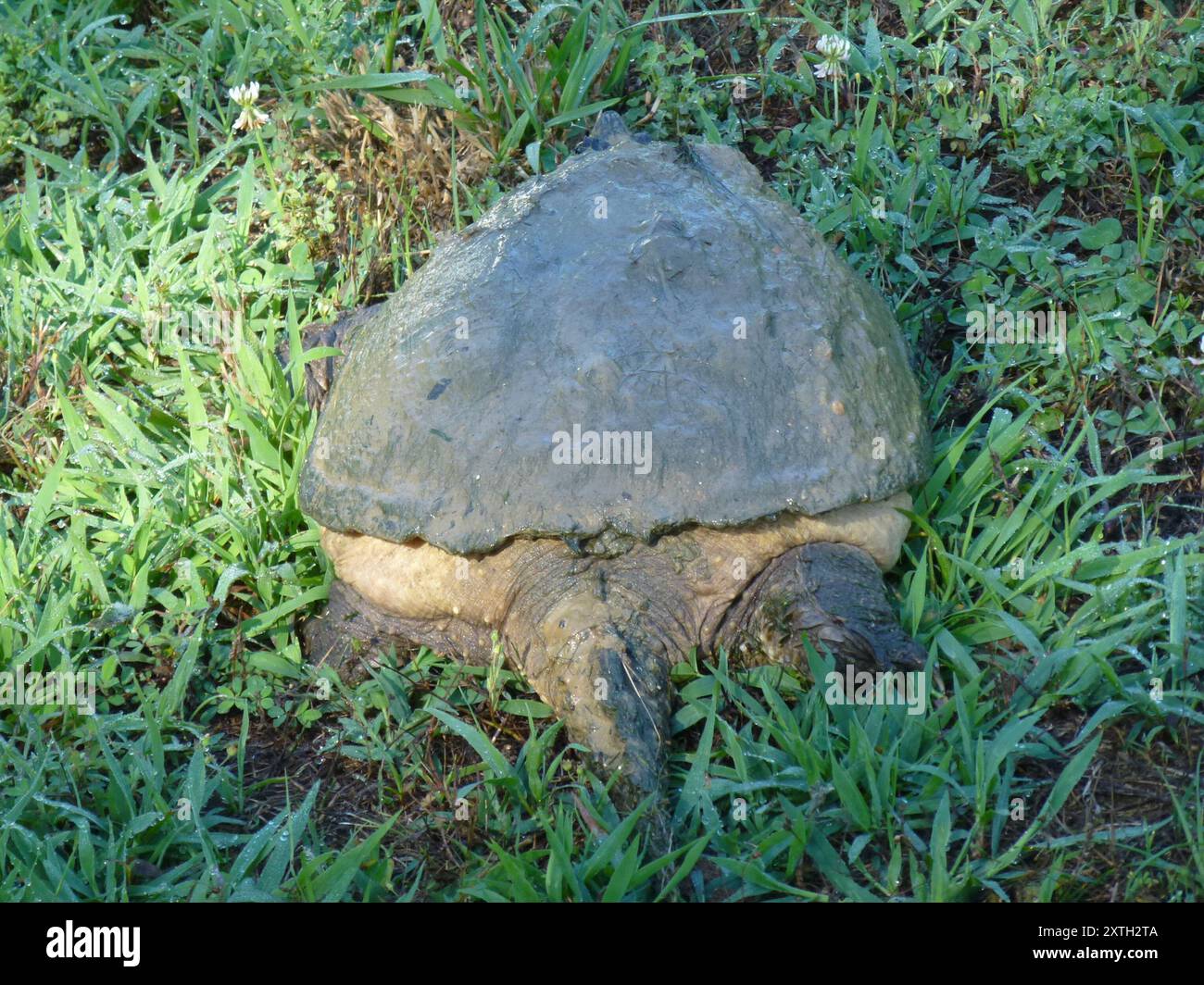 Common Snapping Turtle (Chelydra serpentina) Reptilia Stock Photo - Alamy