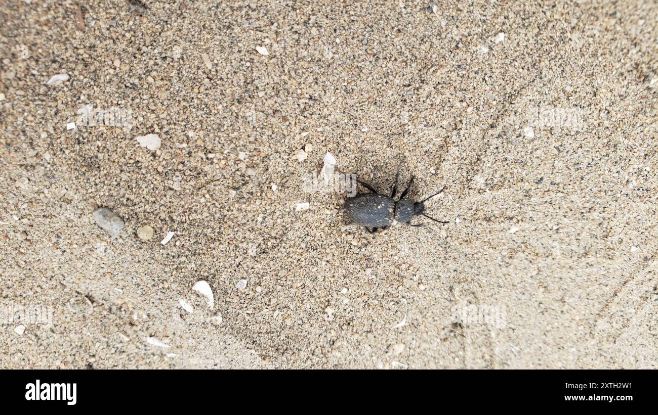 Desert Stink Beetles (Eleodes) Insecta Stock Photo - Alamy