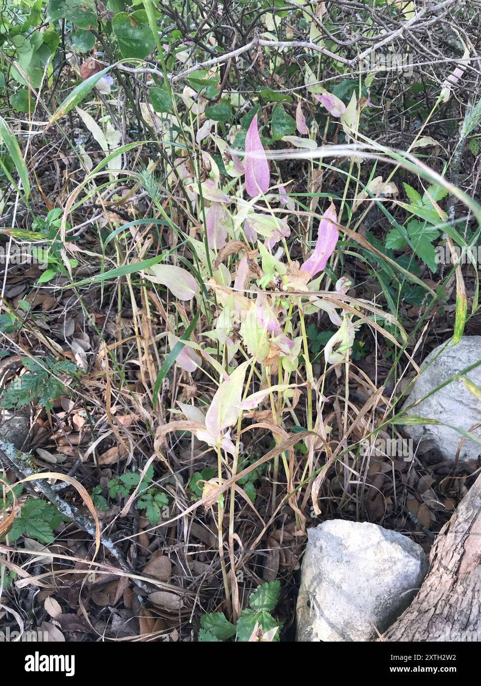 False dayflower (Tinantia anomala) Plantae Stock Photo - Alamy