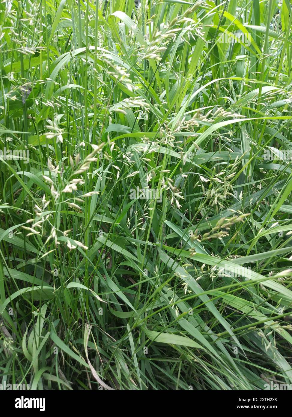 grasses (Poaceae) Plantae Stock Photo - Alamy
