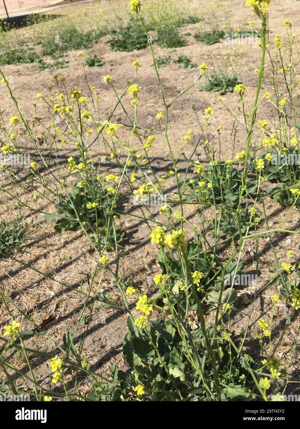 Shortpod Mustard (Hirschfeldia incana) Plantae Stock Photo - Alamy