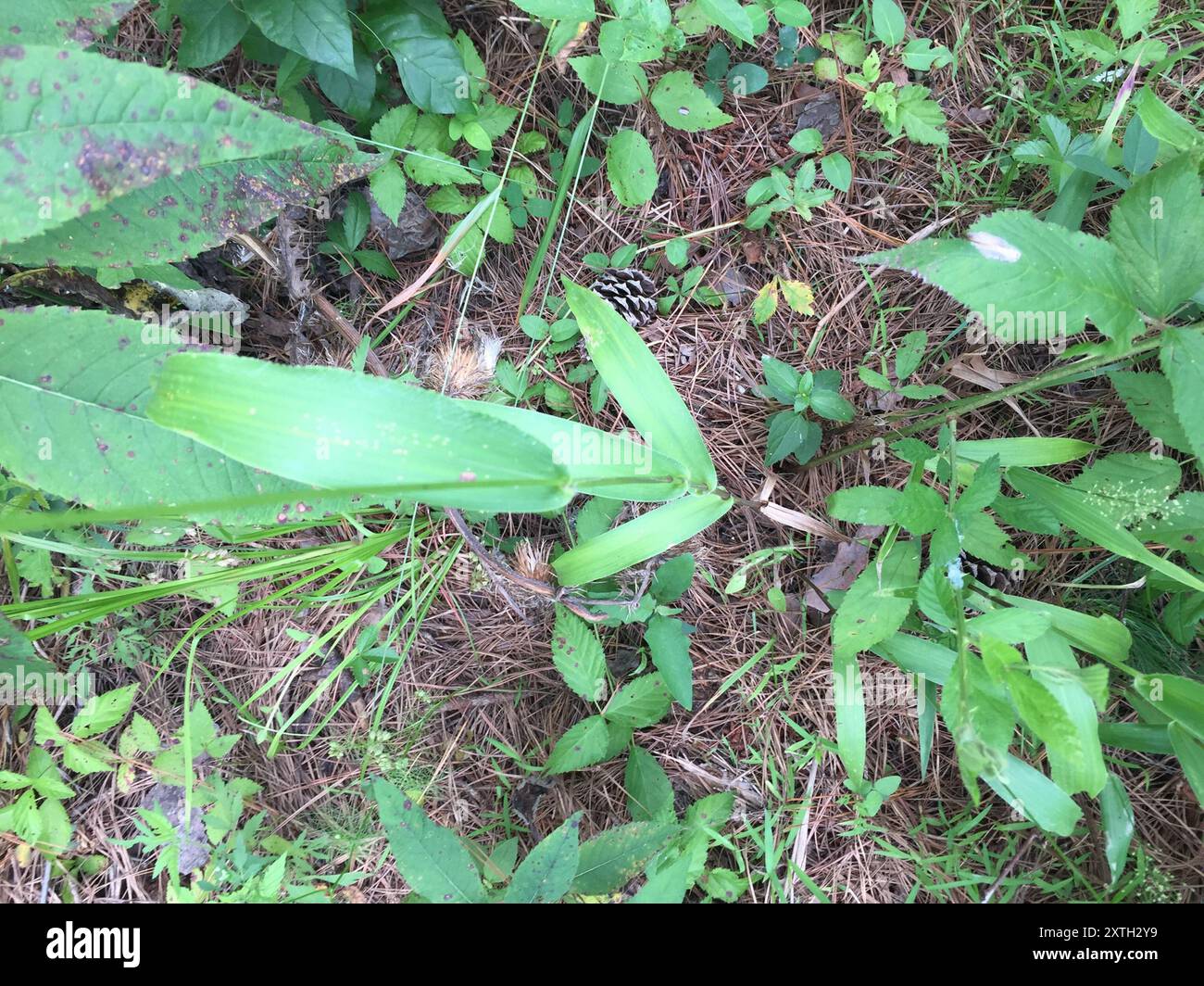 roundseed panicgrass (Dichanthelium polyanthes) Plantae Stock Photo - Alamy