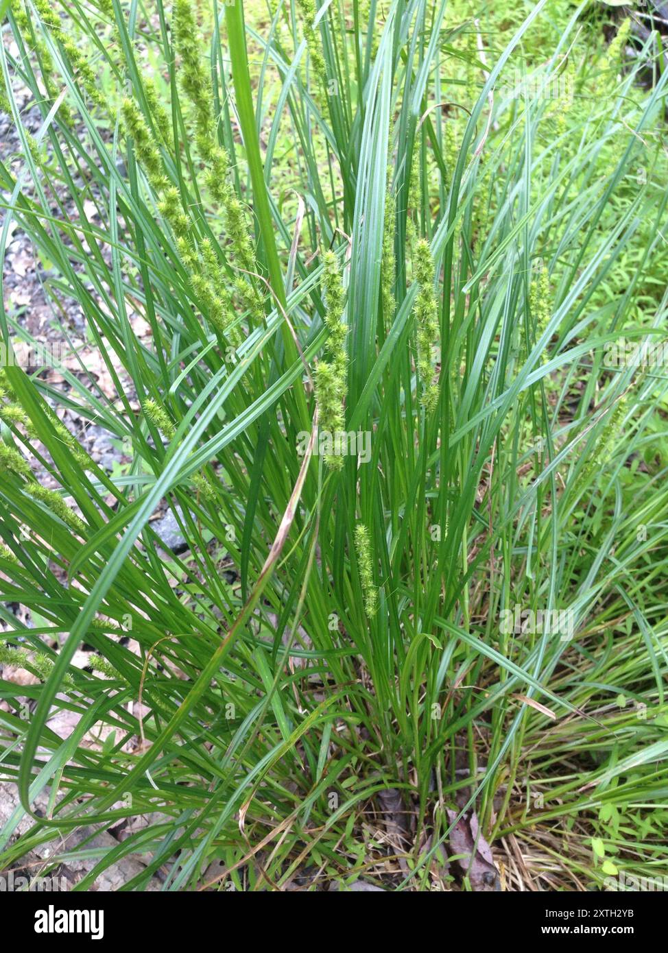 fox sedge (Carex vulpinoidea) Plantae Stock Photo - Alamy