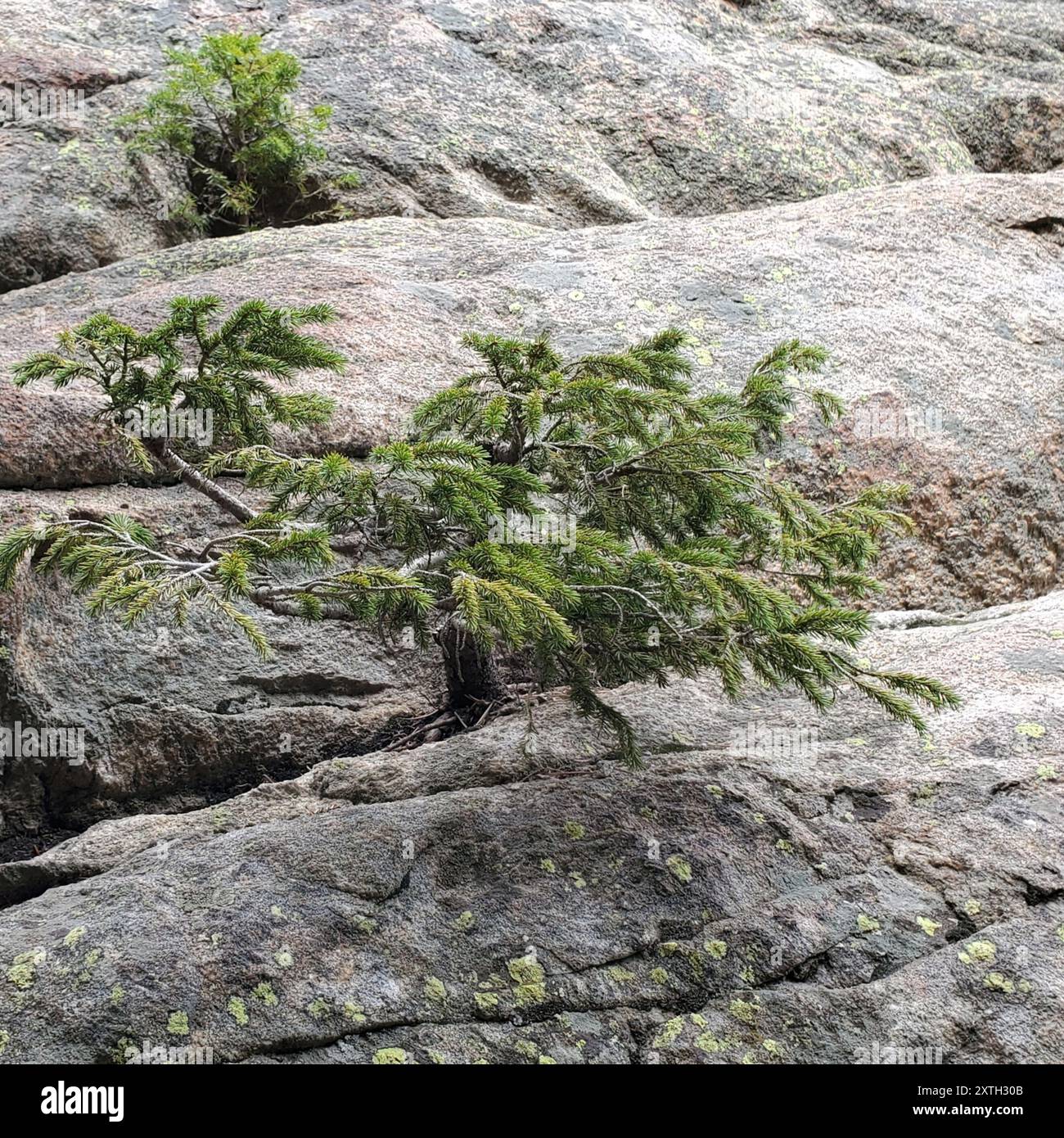 Engelmann spruce (Picea engelmannii) Plantae Stock Photo - Alamy