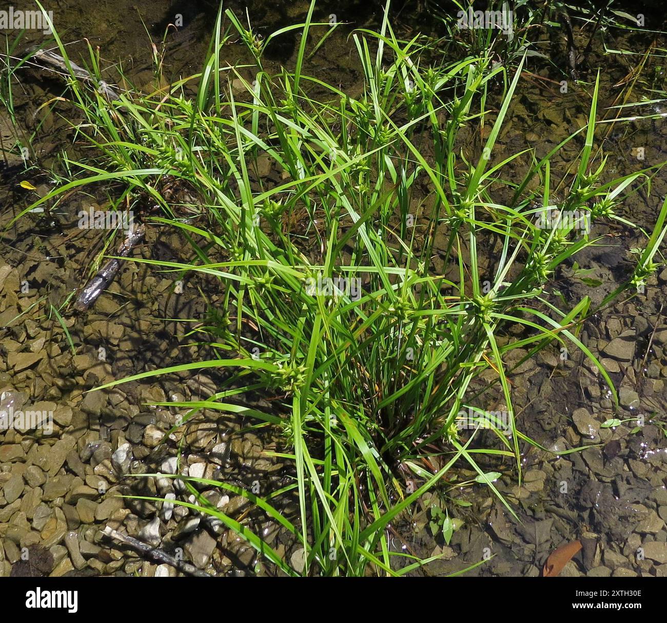 bladder sedge (Carex intumescens) Plantae Stock Photo - Alamy