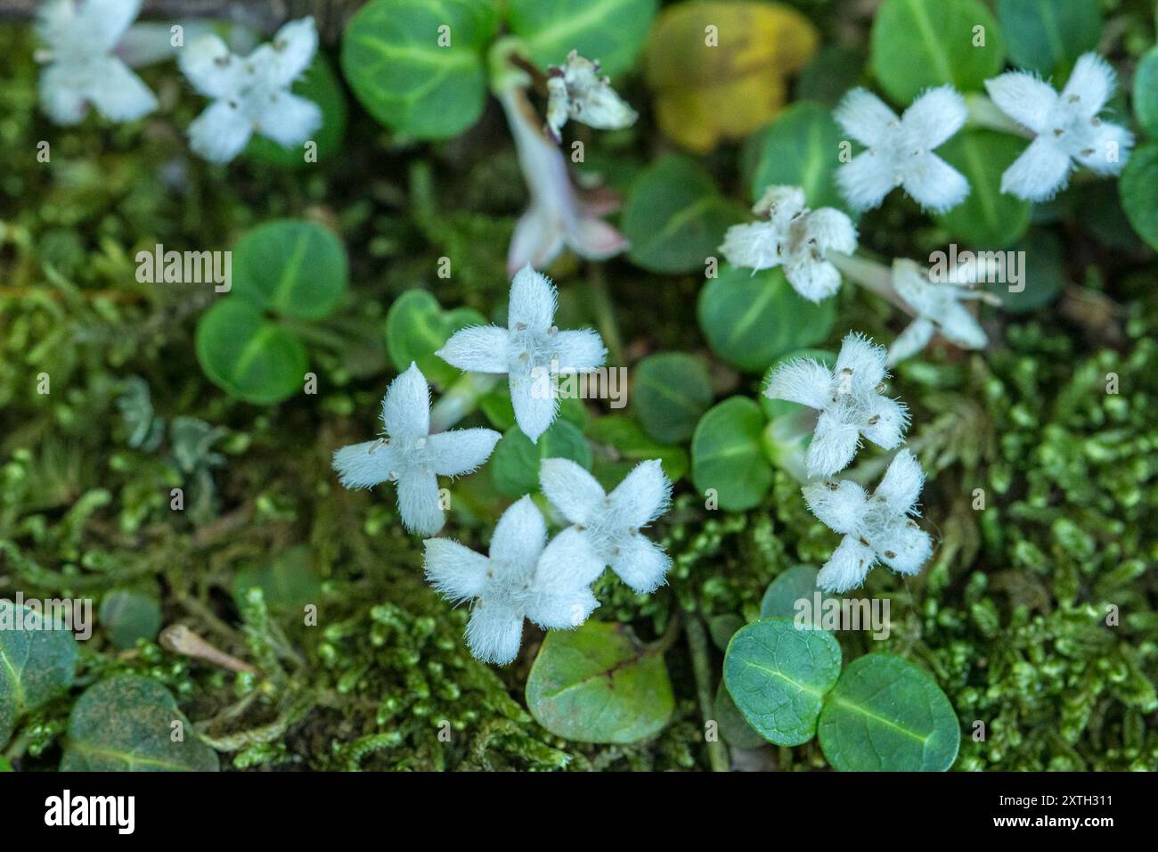 partridgeberry (Mitchella repens) Plantae Stock Photo - Alamy