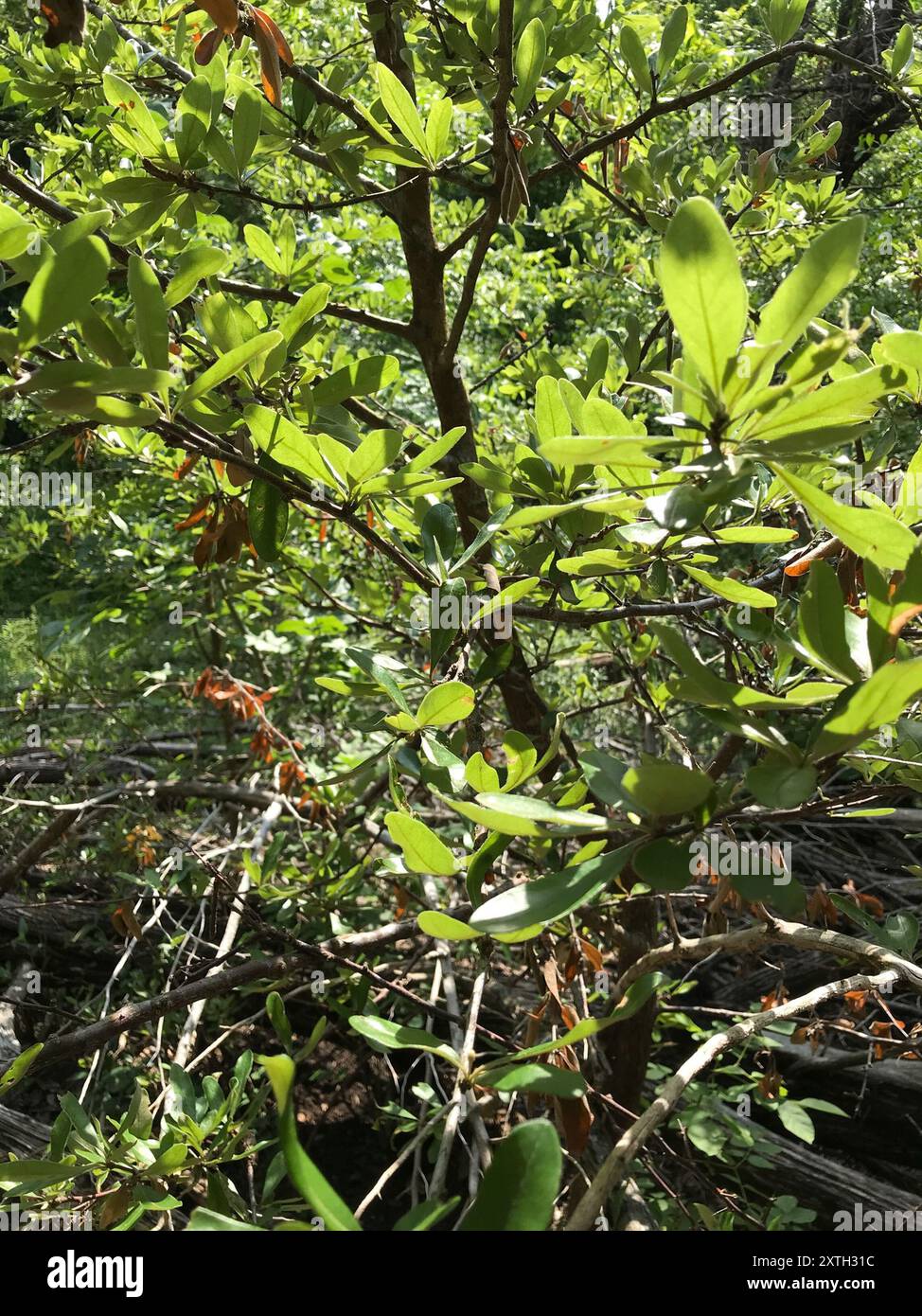 Gum bumelia (Sideroxylon lanuginosum) Plantae Stock Photo - Alamy