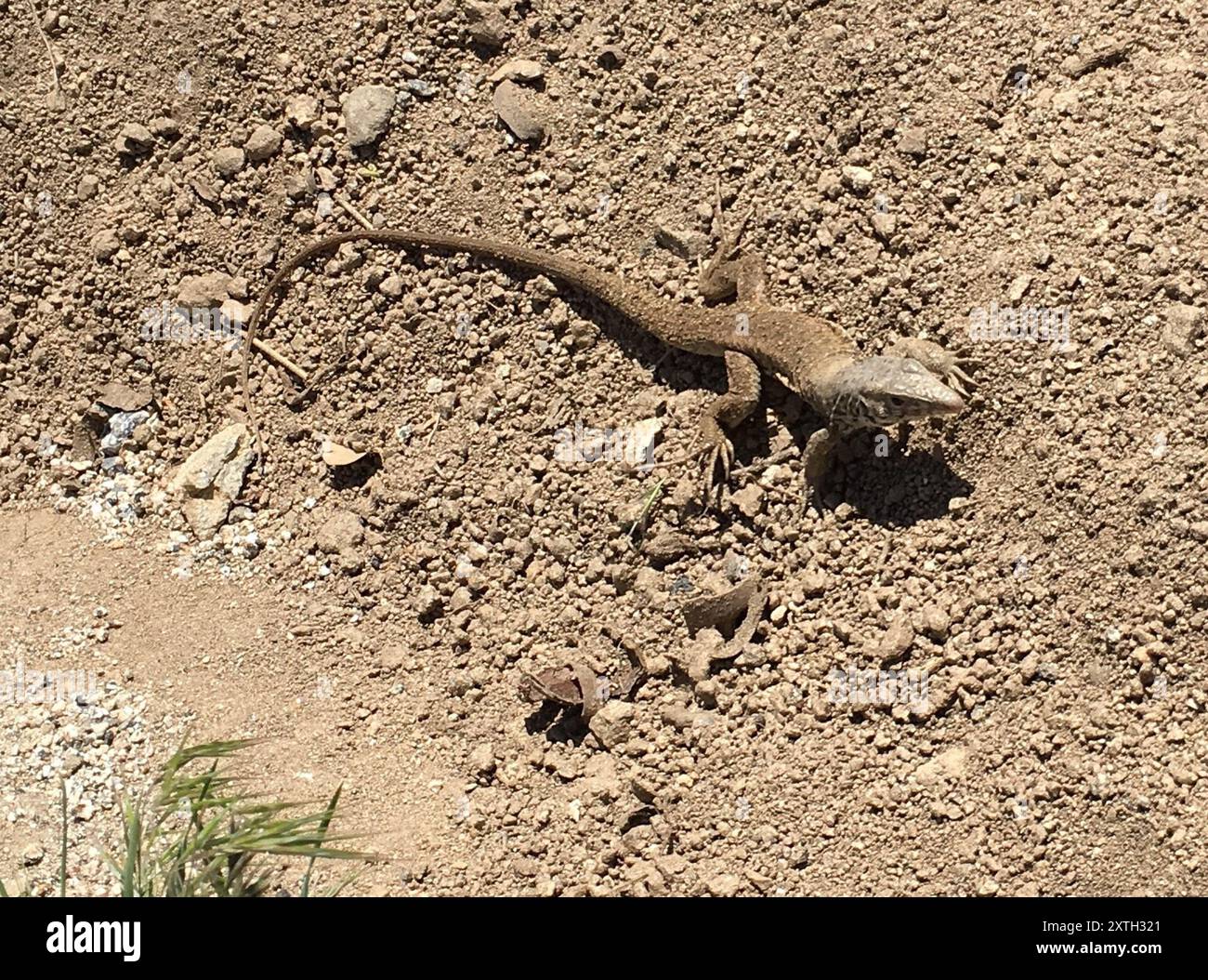 Western Whiptail (Aspidoscelis tigris) Reptilia Stock Photo - Alamy