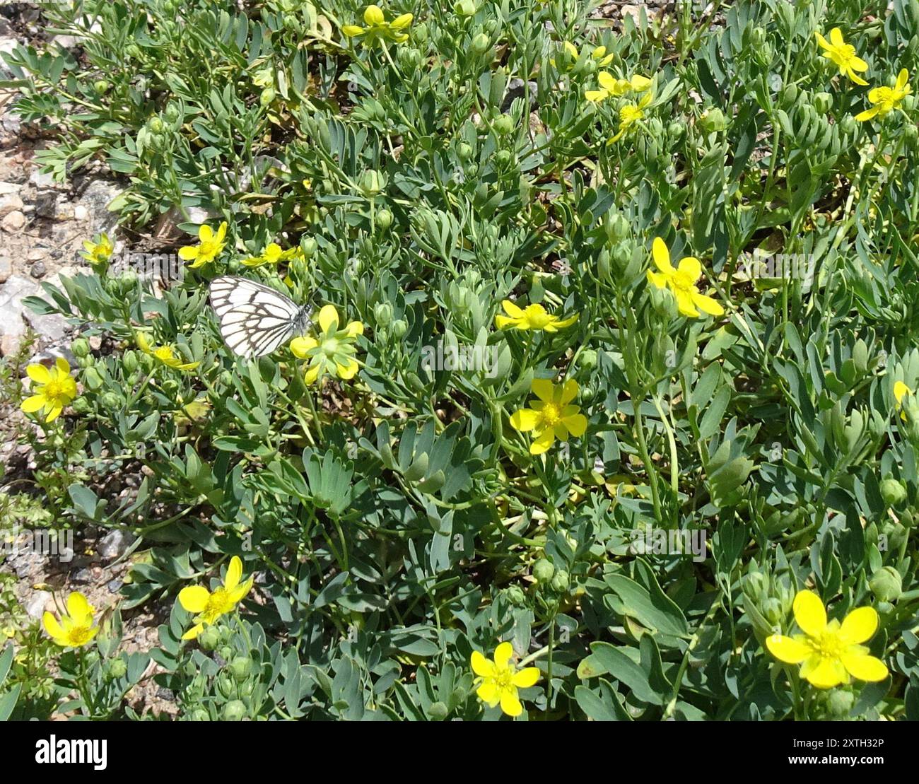 Himalayan Blackvein (Aporia leucodice) Insecta Stock Photo - Alamy