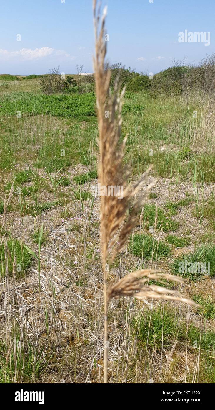 common reed (Phragmites australis) Plantae Stock Photo - Alamy