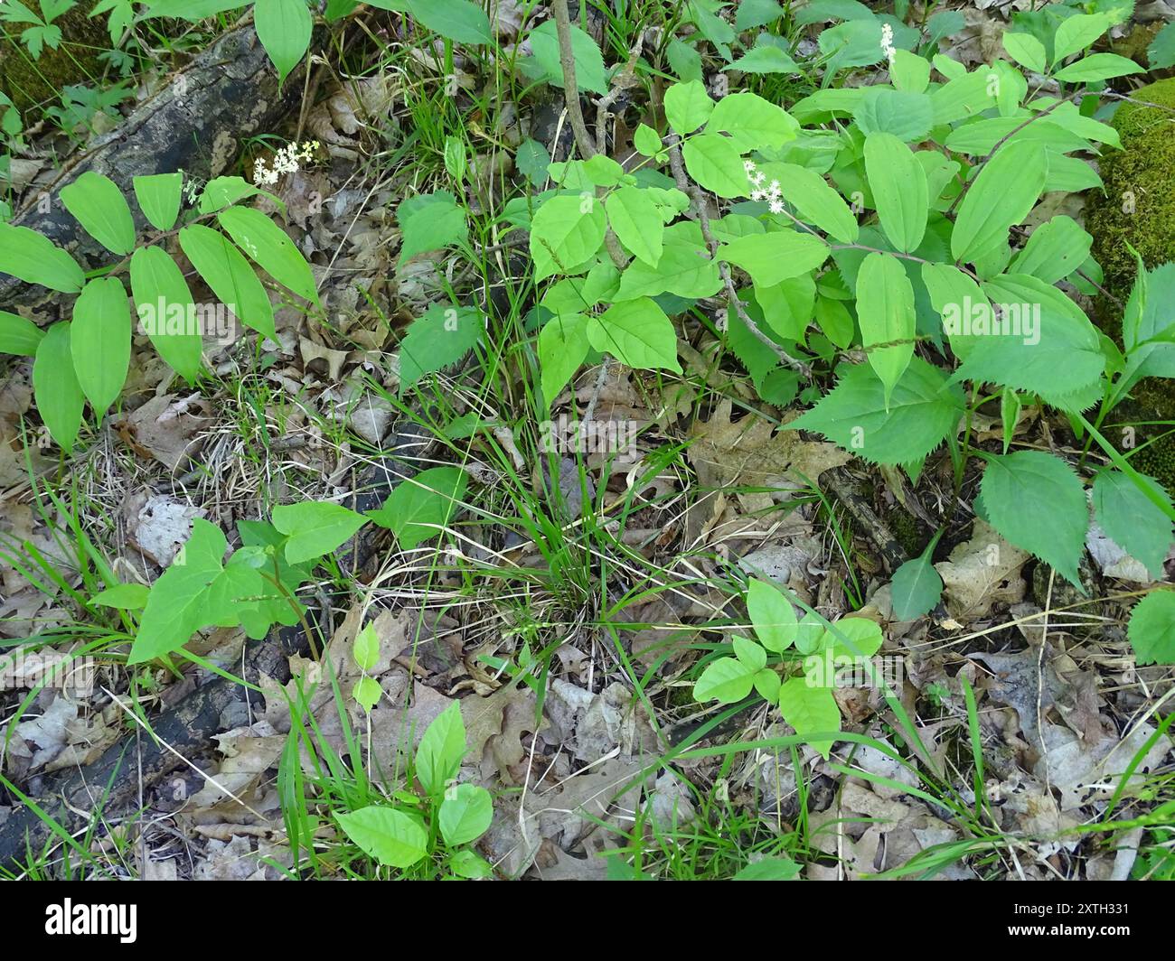 White-grained Mountain-ricegrass (Oryzopsis asperifolia) Plantae Stock ...