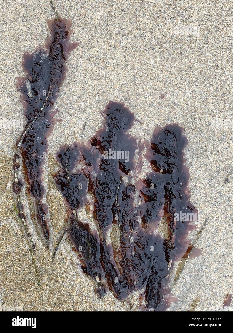 seagrass laver (Smithora naiadum) Plantae Stock Photo - Alamy