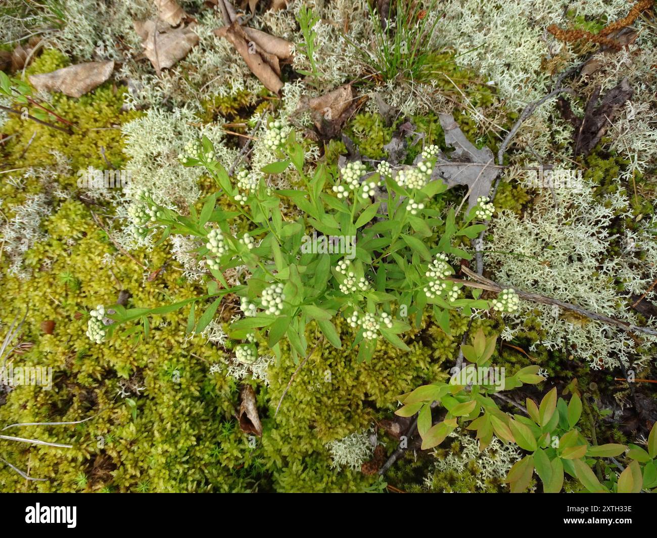 bastard toadflax (Comandra umbellata) Plantae Stock Photo - Alamy