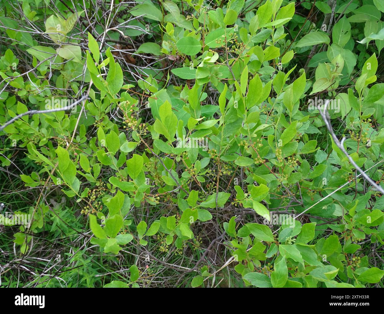 black huckleberry (Gaylussacia baccata) Plantae Stock Photo - Alamy