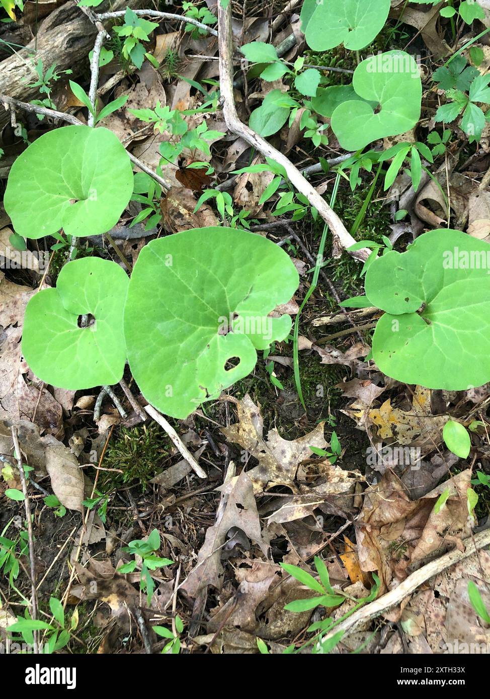 Canadian wild ginger (Asarum canadense) Plantae Stock Photo - Alamy