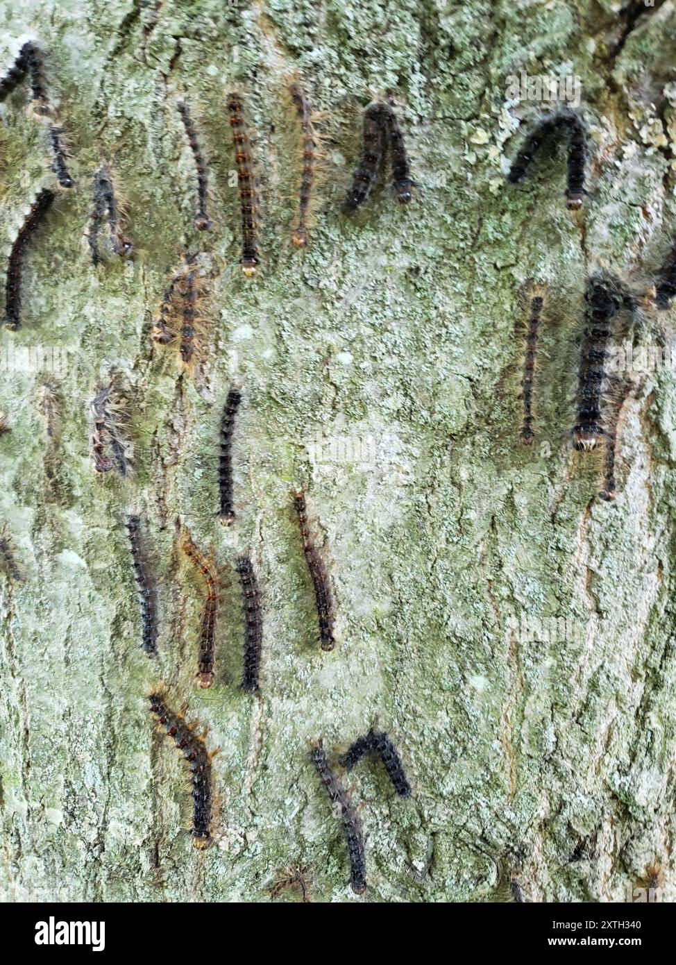 Spongy Moth (Lymantria dispar) Insecta Stock Photo - Alamy