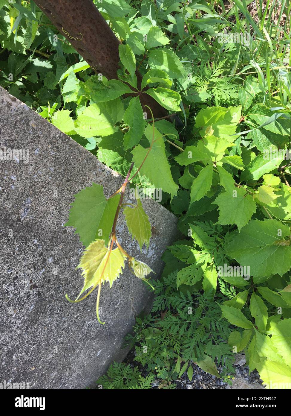 riverbank grape (Vitis riparia) Plantae Stock Photo - Alamy