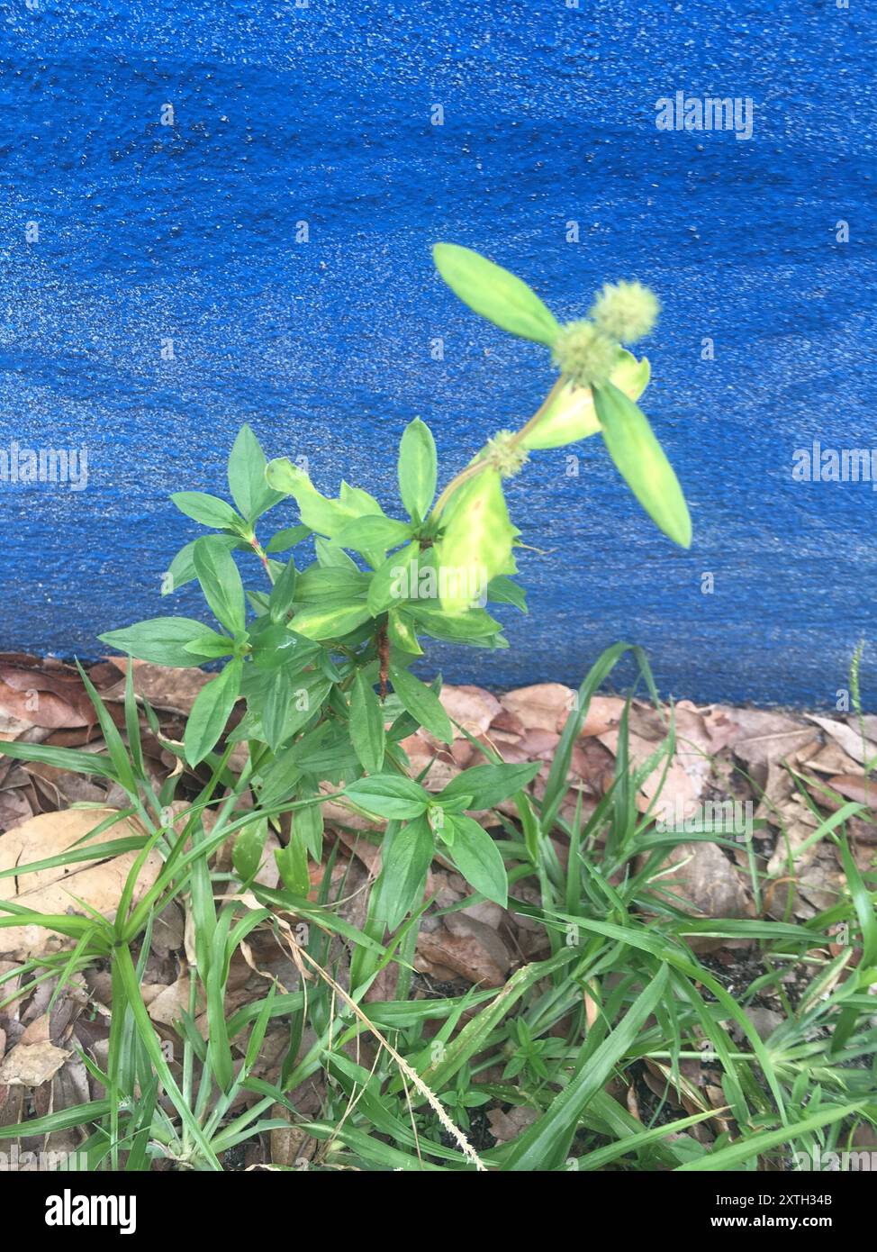 shrubby false buttonweed (Spermacoce verticillata) Plantae Stock Photo ...