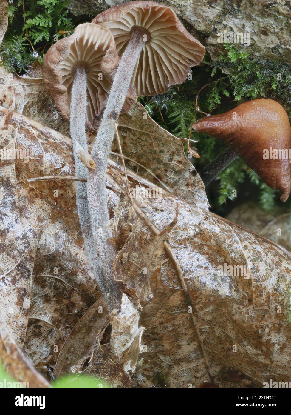 Hairy Long Stem Marasmius (Rhizomarasmius pyrrhocephalus) Fungi Stock ...