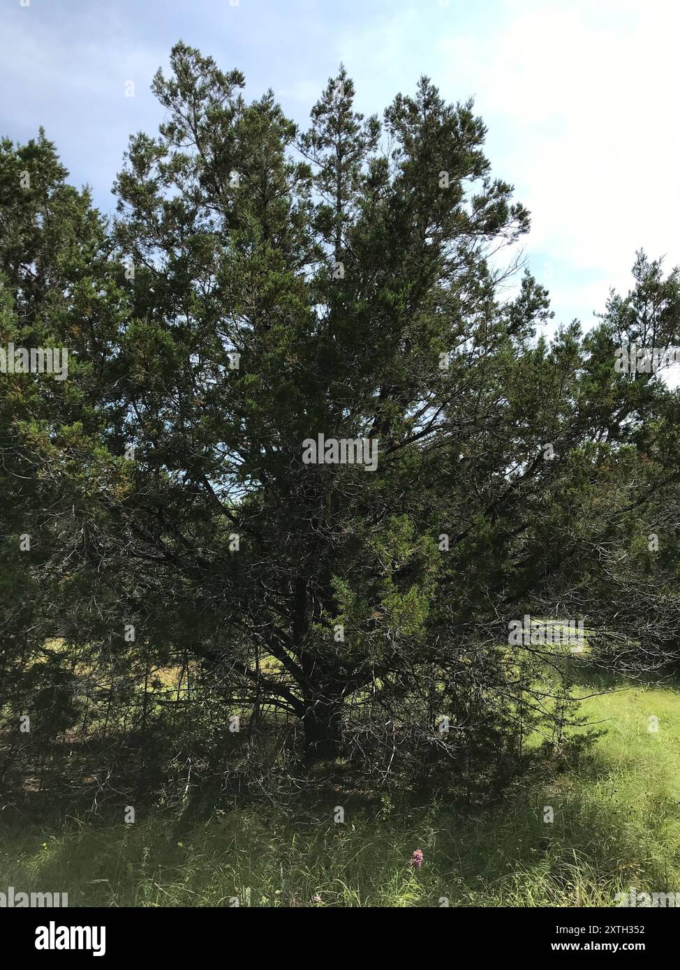 Ashe juniper (Juniperus ashei) Plantae Stock Photo - Alamy