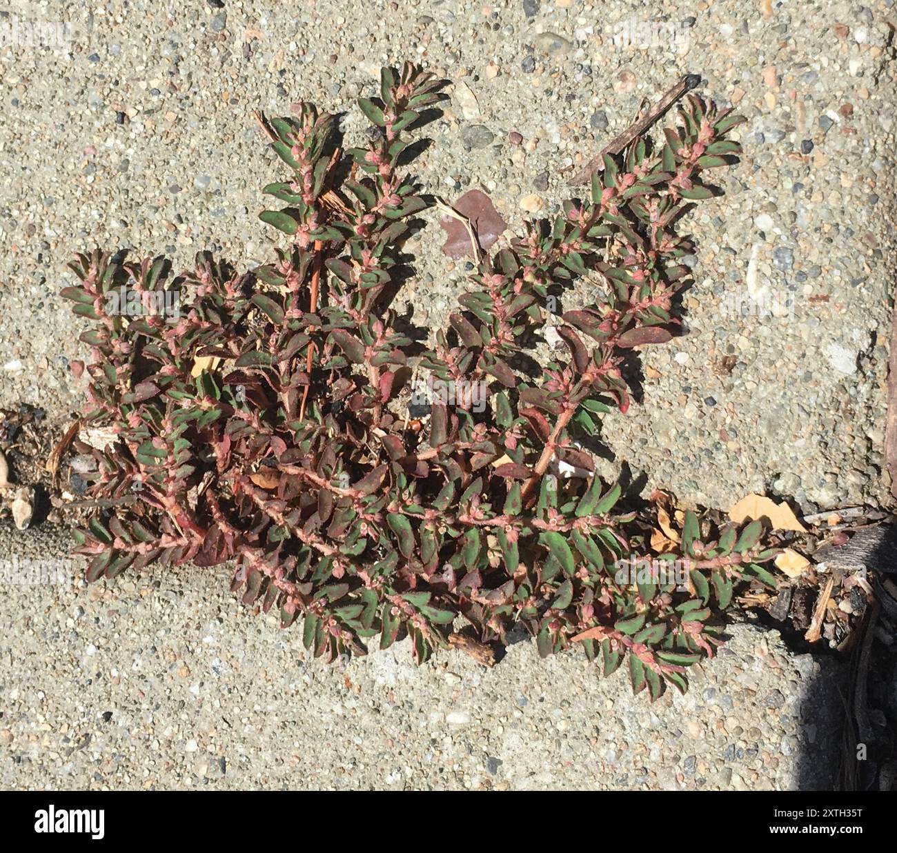 Spotted spurge (Euphorbia maculata) Plantae Stock Photo - Alamy