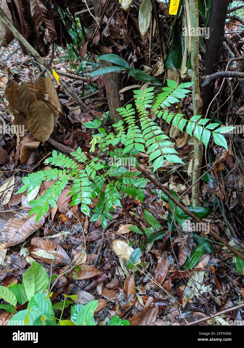Monkey-pod (Archidendron clypearia) Plantae Stock Photo - Alamy
