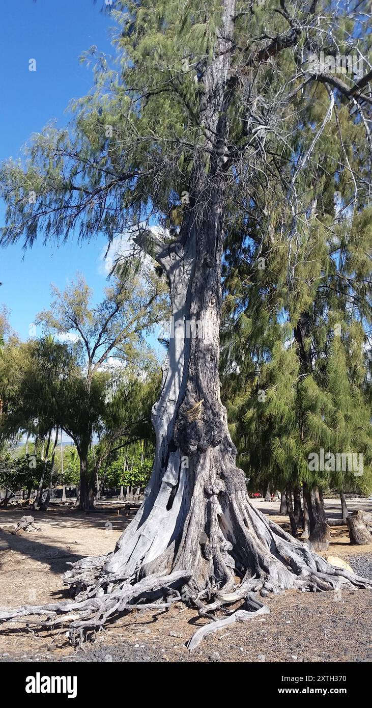 Beach Sheoak (Casuarina equisetifolia) Plantae Stock Photo - Alamy