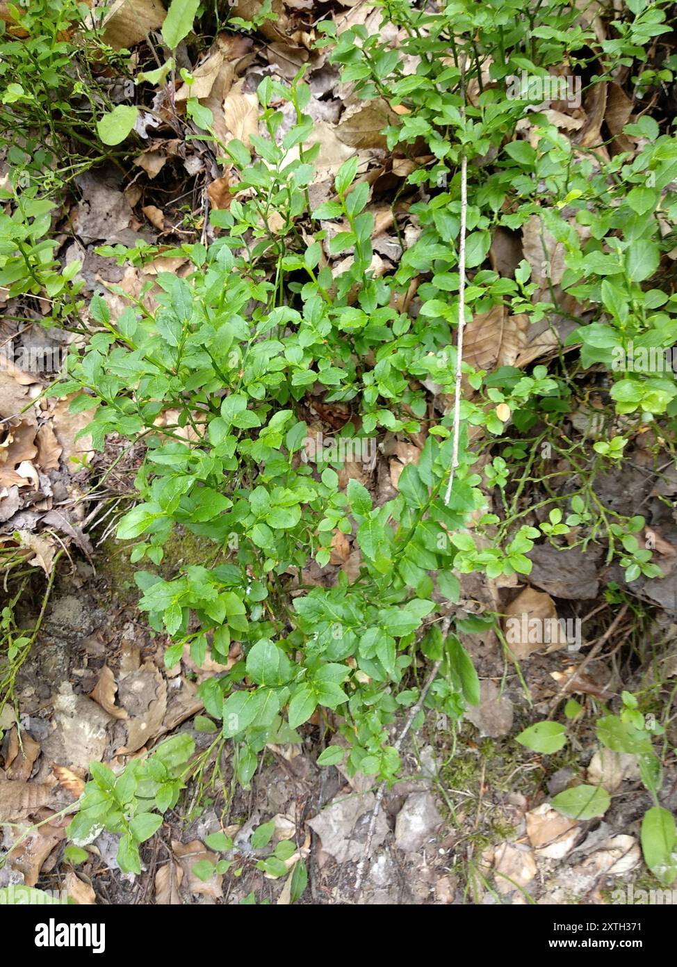 common bilberry (Vaccinium myrtillus) Plantae Stock Photo - Alamy