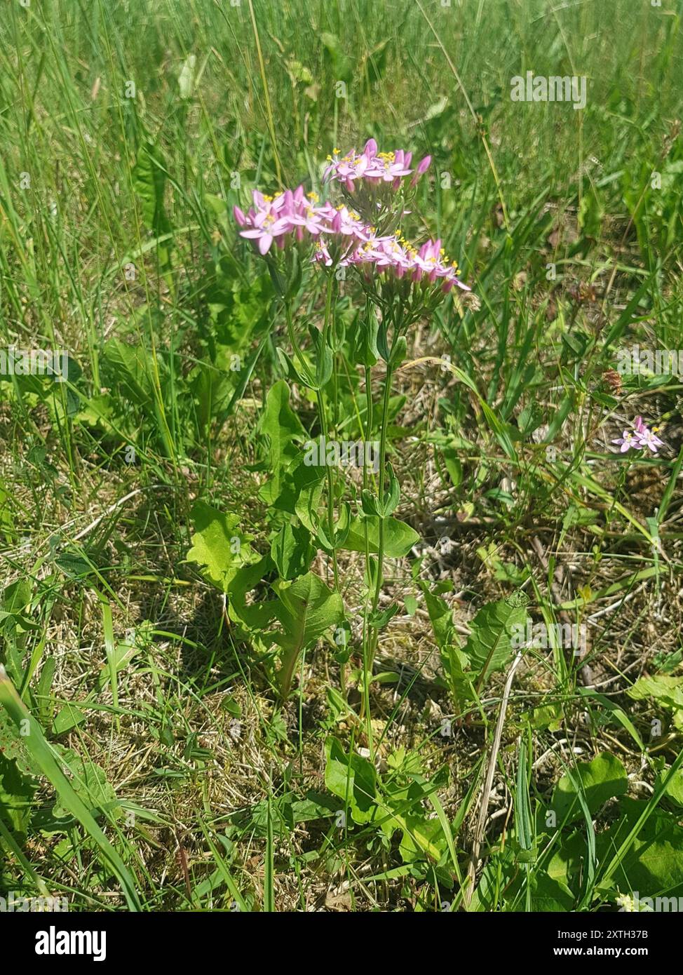 Common centaury (Centaurium erythraea) Plantae Stock Photo - Alamy