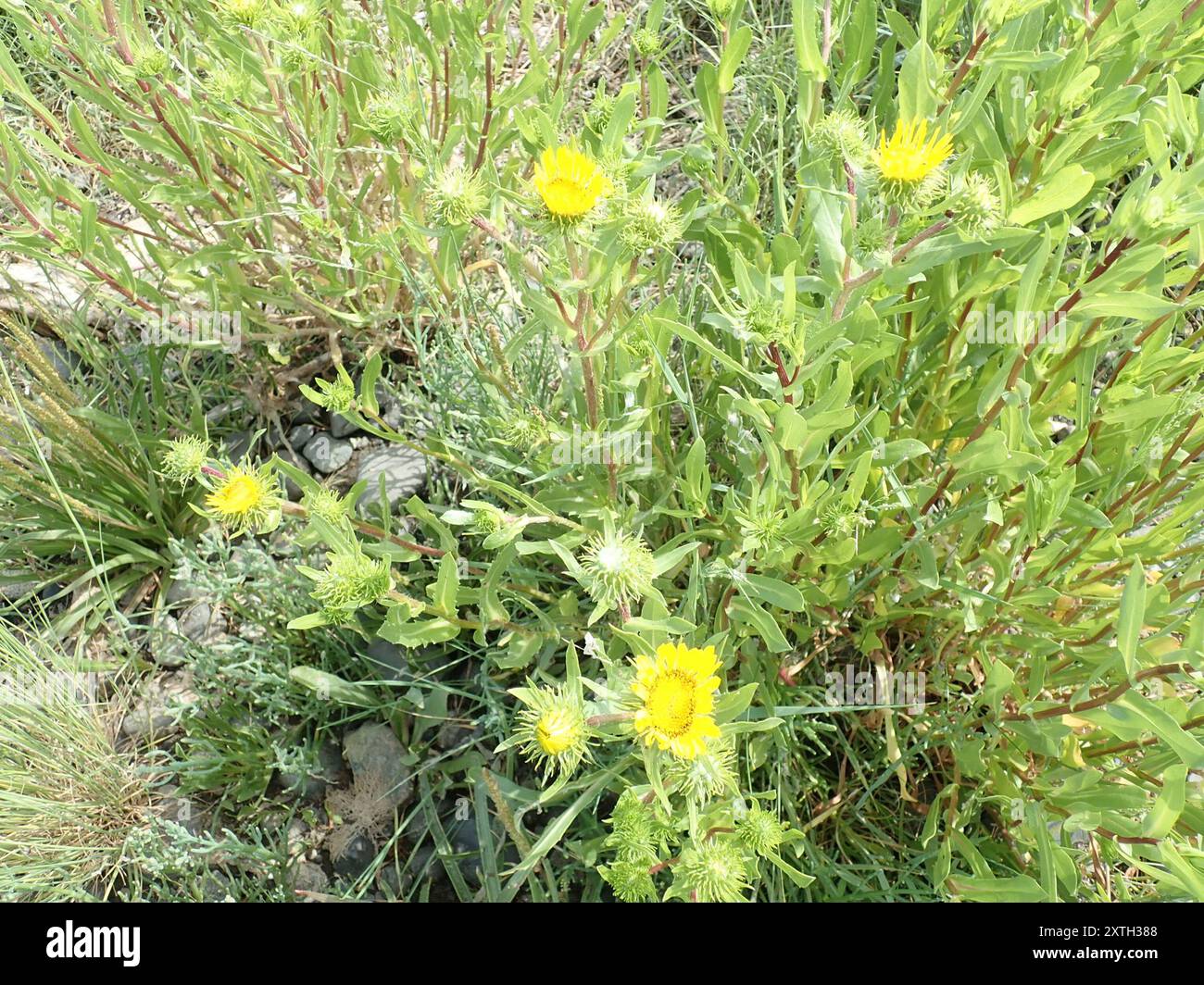 Puget sound gumweed (Grindelia integrifolia) Plantae Stock Photo - Alamy